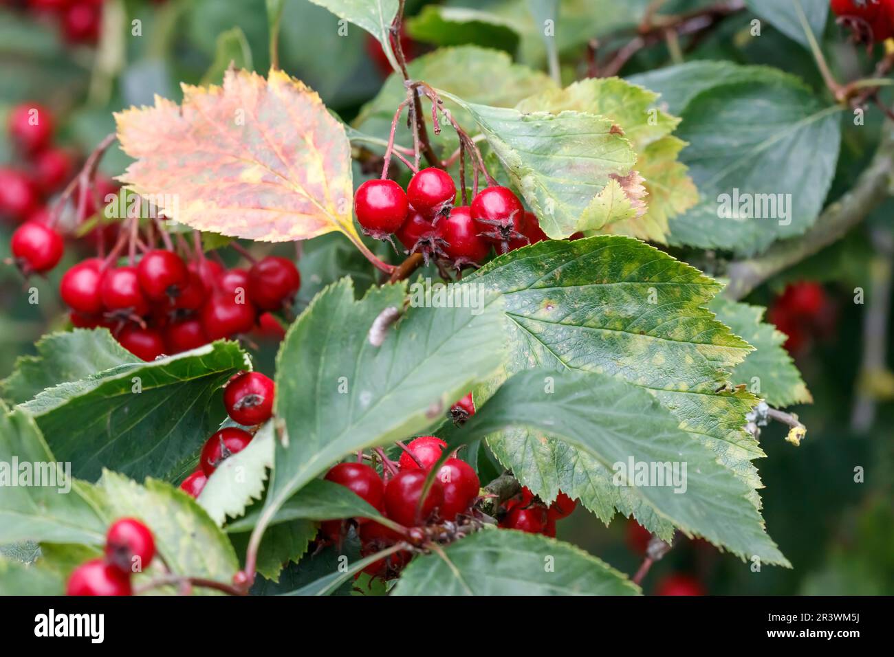 Crataegus mollis, known as Downy hawthorn, Red hawthorn (red berries ...