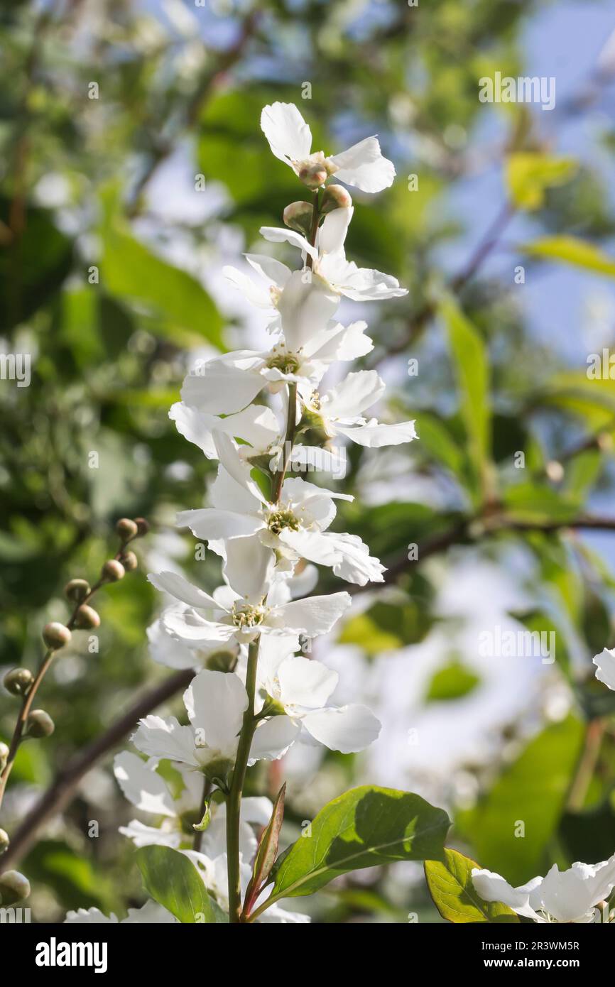 Exochorda, tianschanica, commonly known as the Pearl bush Stock Photo ...