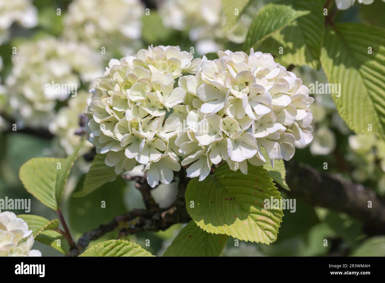 Viburnum plicatum in spring, Japanese snowball bush, Japanese snowball ...