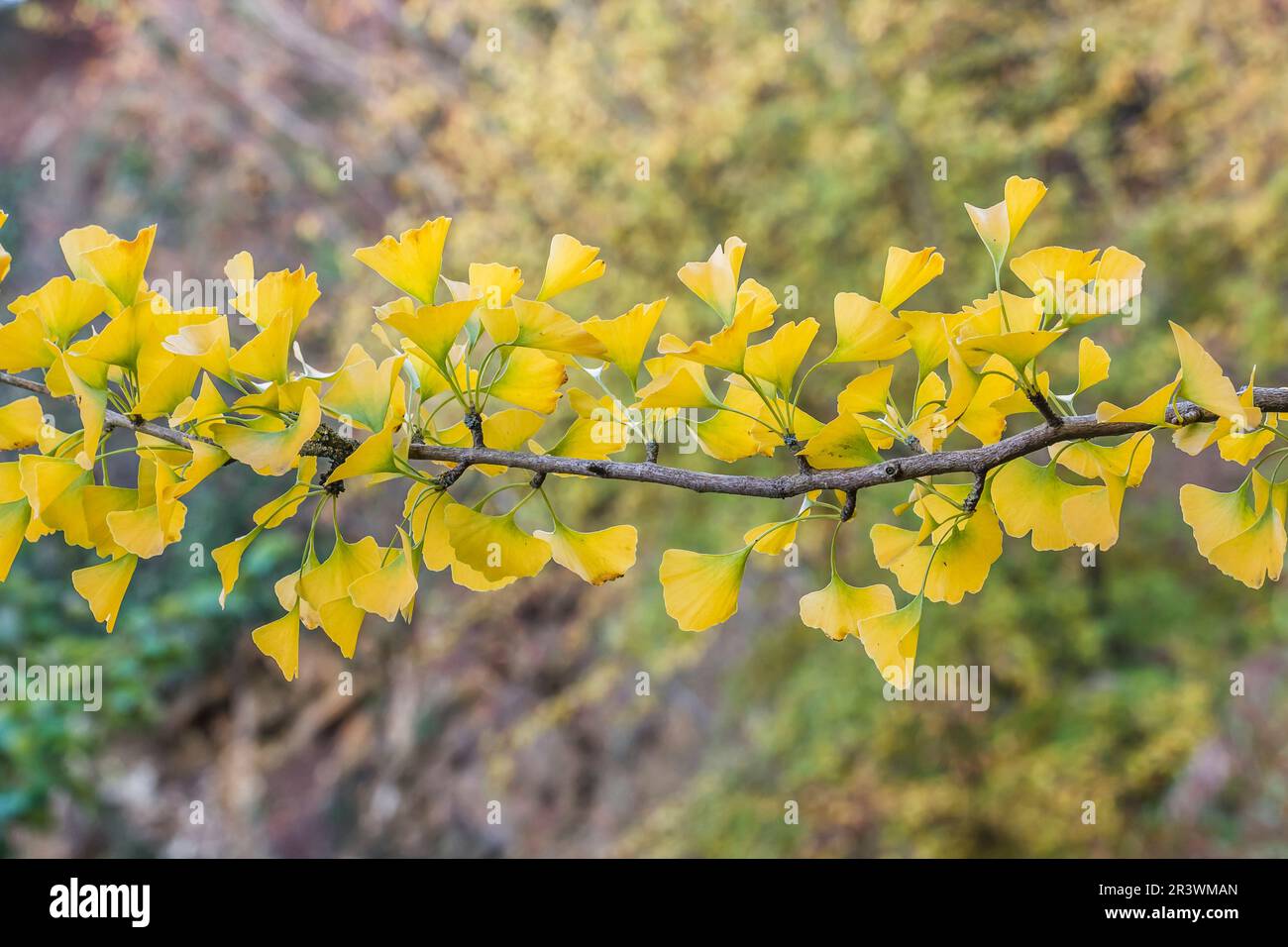 Ginkgo biloba, also known as Maidenhair tree, Gingko or Ginkgo Stock ...