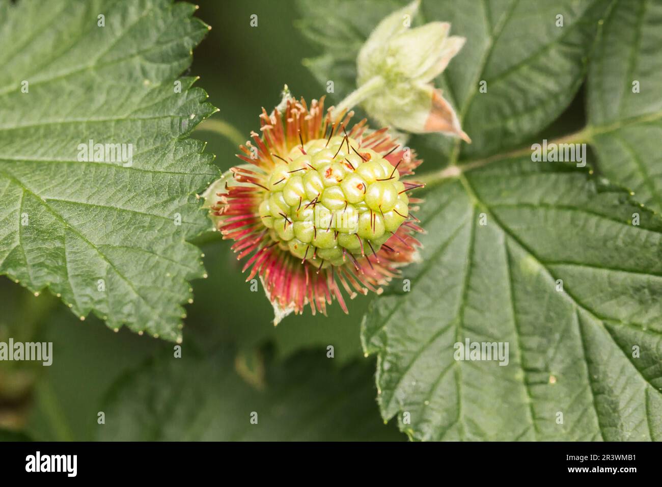 Prunus spectabilis hi-res stock photography and images - Alamy