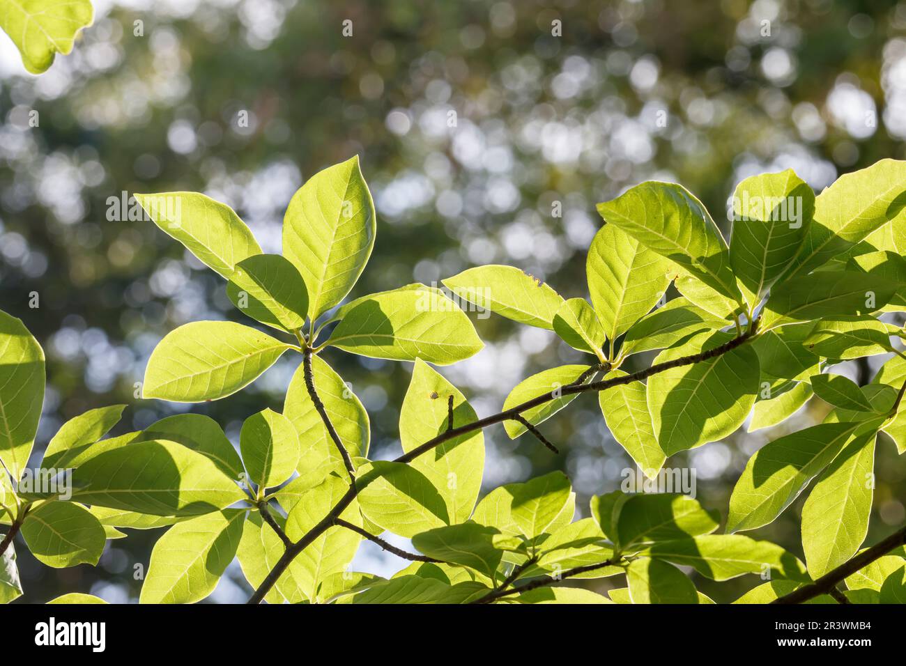 Nyssa sylvatica, known as Black tupelo, Tupelo, Blackgum Stock Photo ...