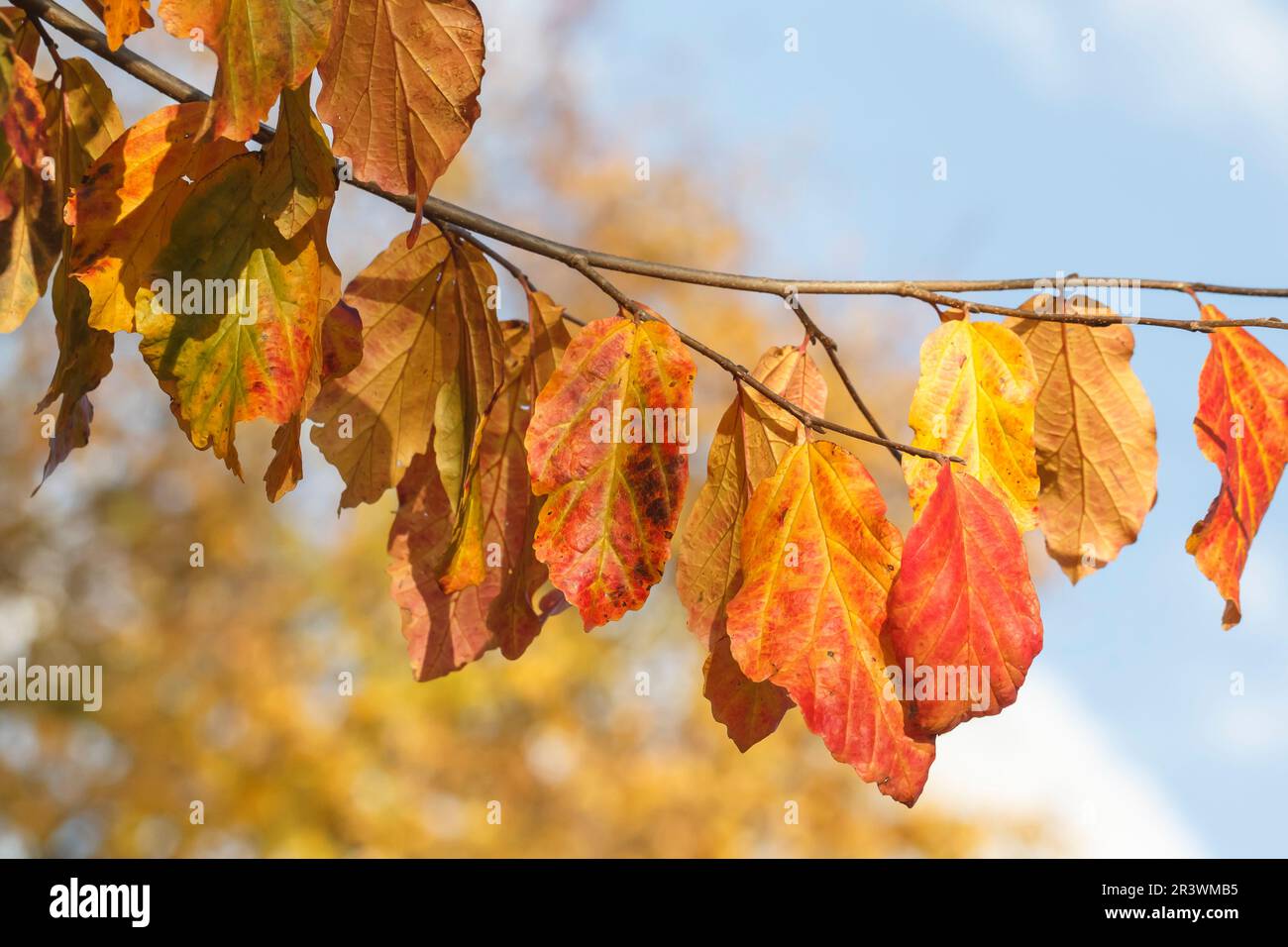 Parrotia persica, known as Persian Ironwood, leaves in autumn Stock ...
