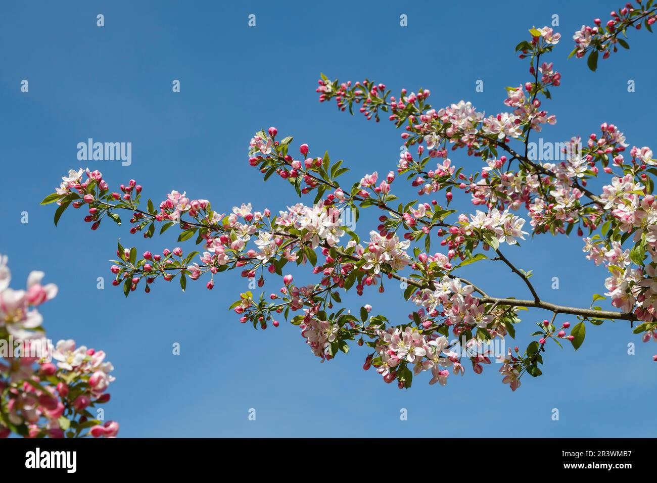 Malus sieversii, syn. Malus turkmenorum, known as Wild apple in spring ...