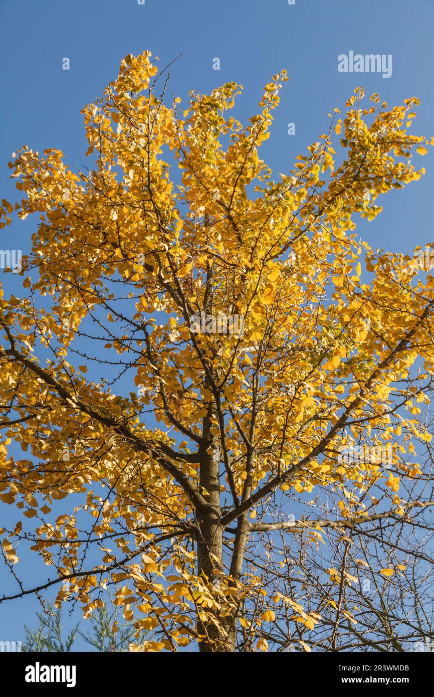 Ginkgo biloba, also known as Maidenhair tree, Gingko or Ginkgo in ...
