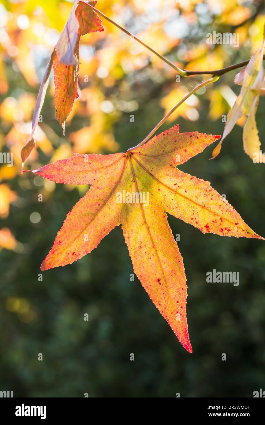 Liquidambar styraciflua tree, known as American sweetgum, Sweetgum or ...