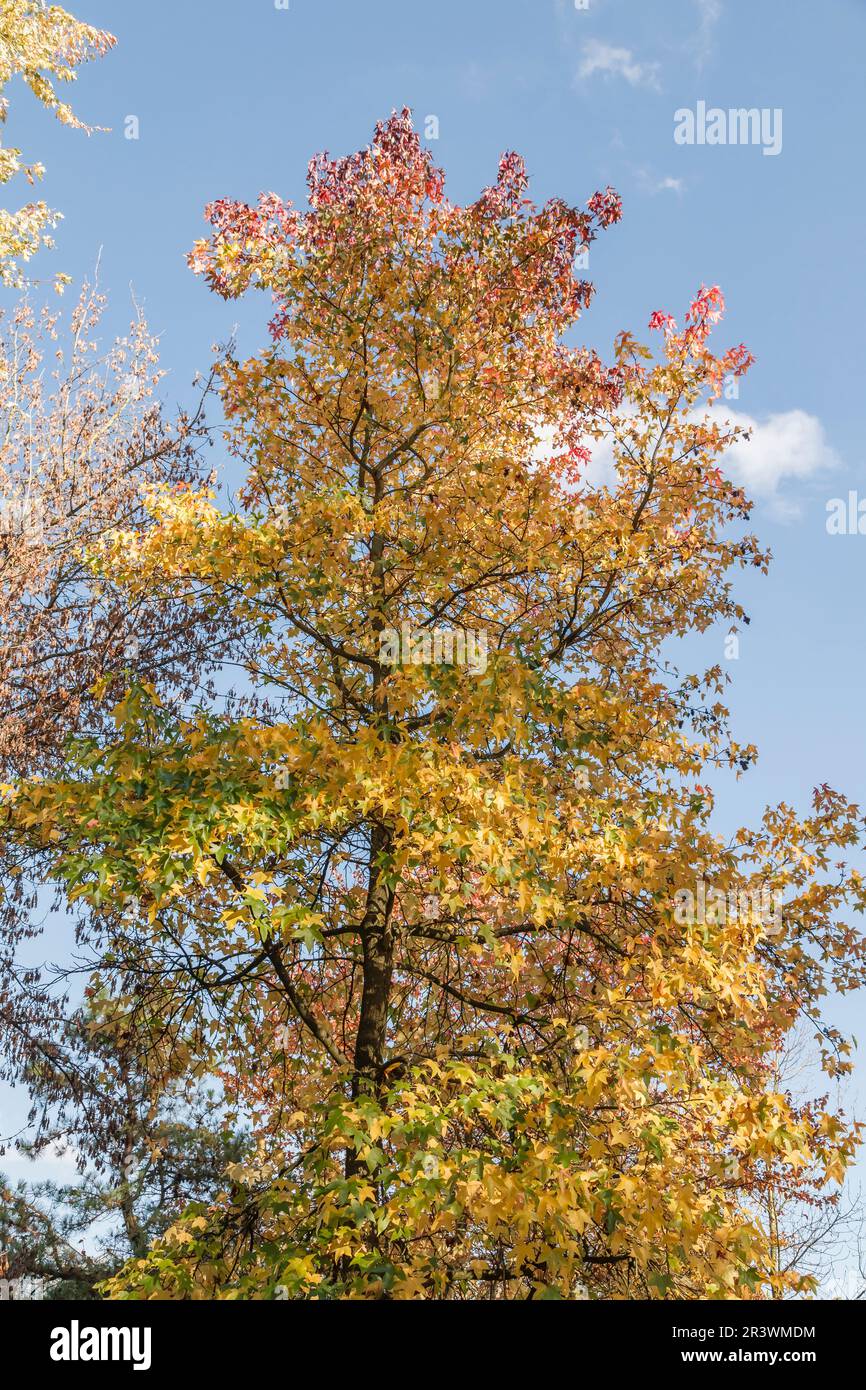 Liquidambar styraciflua tree, known as American sweetgum, Sweetgum or ...