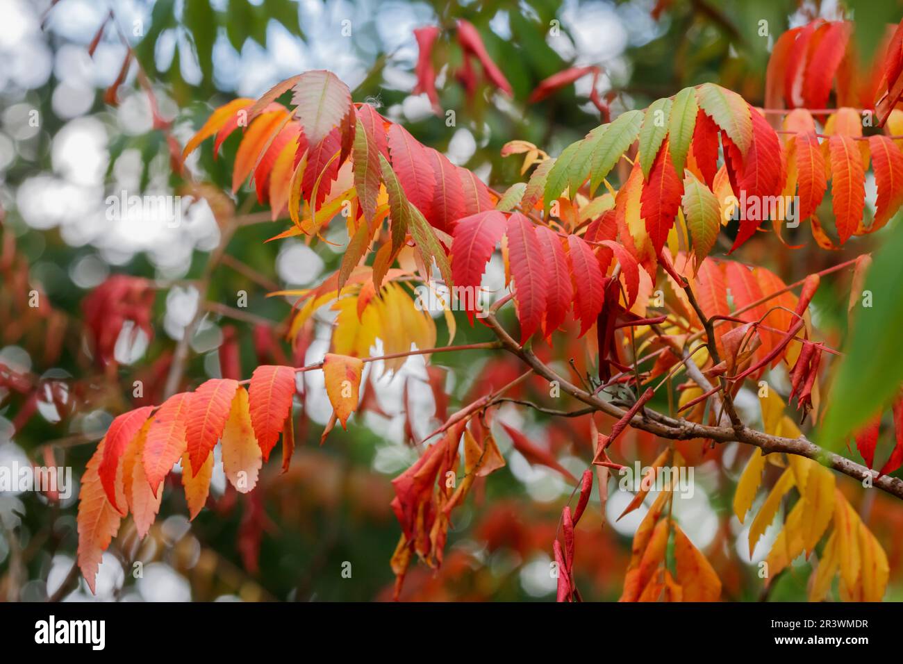 Rhus glabra, known as Scarlet sumac, Smooth sumac, White sumac, Upland ...