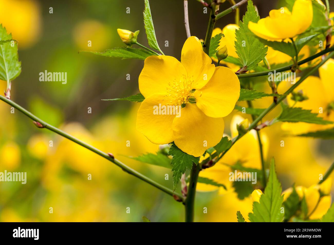Kerria japonica in spring, known as Japanese bush, Japanese kerria ...
