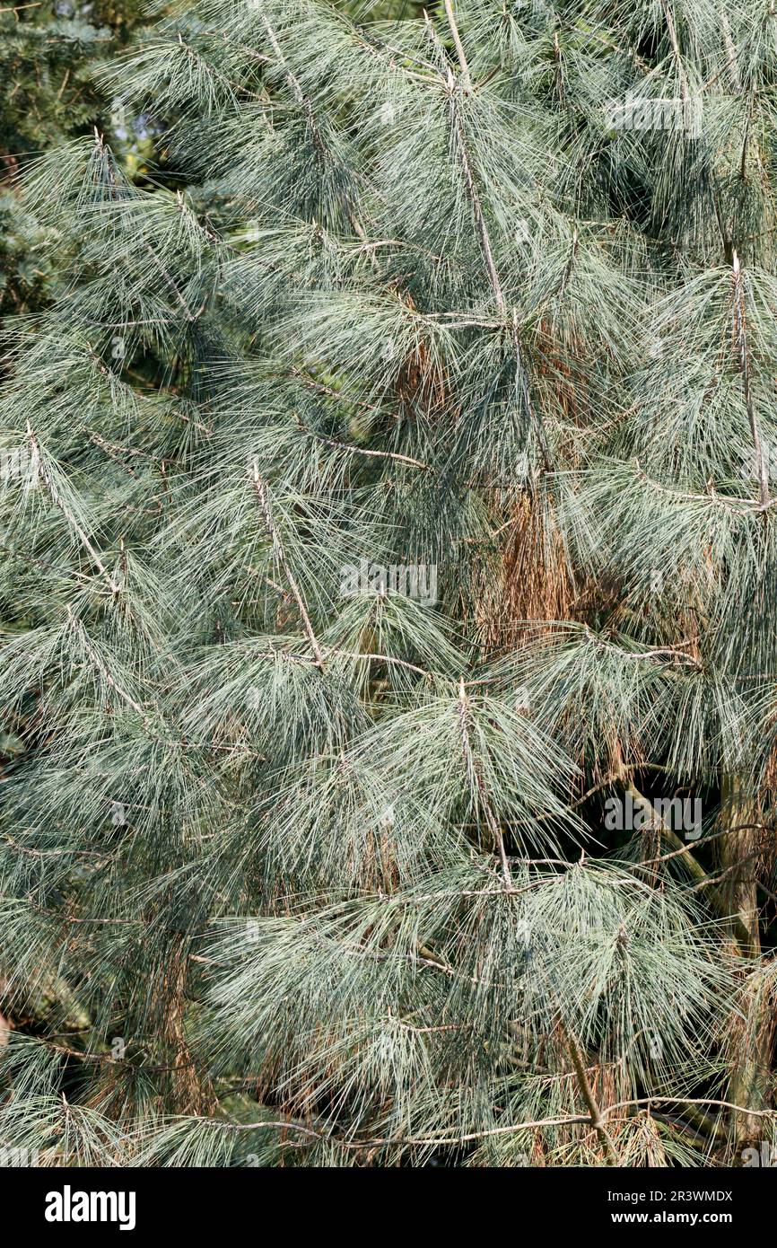 Pinus sabiniana (Pinus sabineana), Weißkiefer, Digger-Kiefer, Sabines ...
