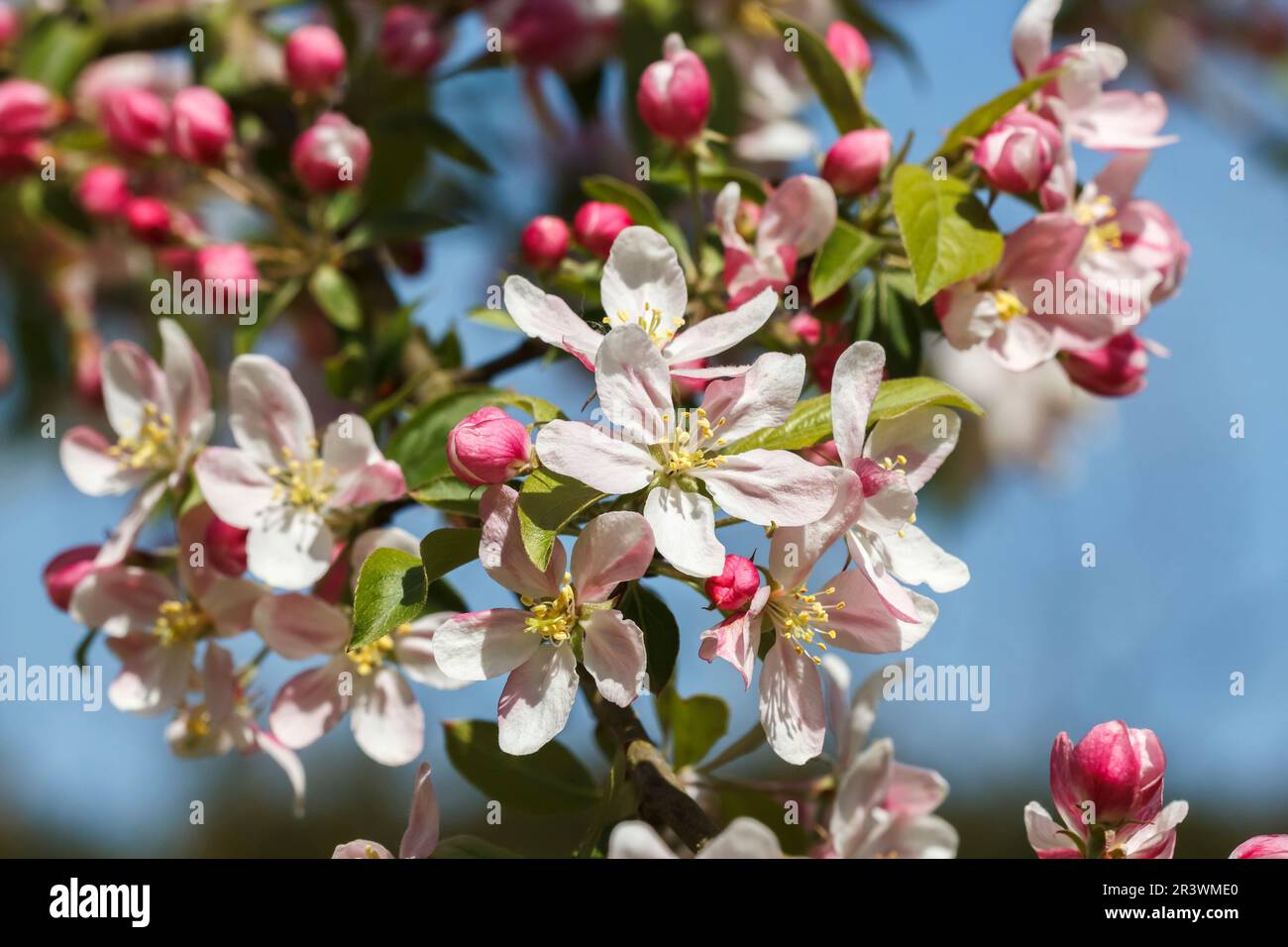 Malus sieversii, syn. Malus turkmenorum, known as Wild apple in spring ...