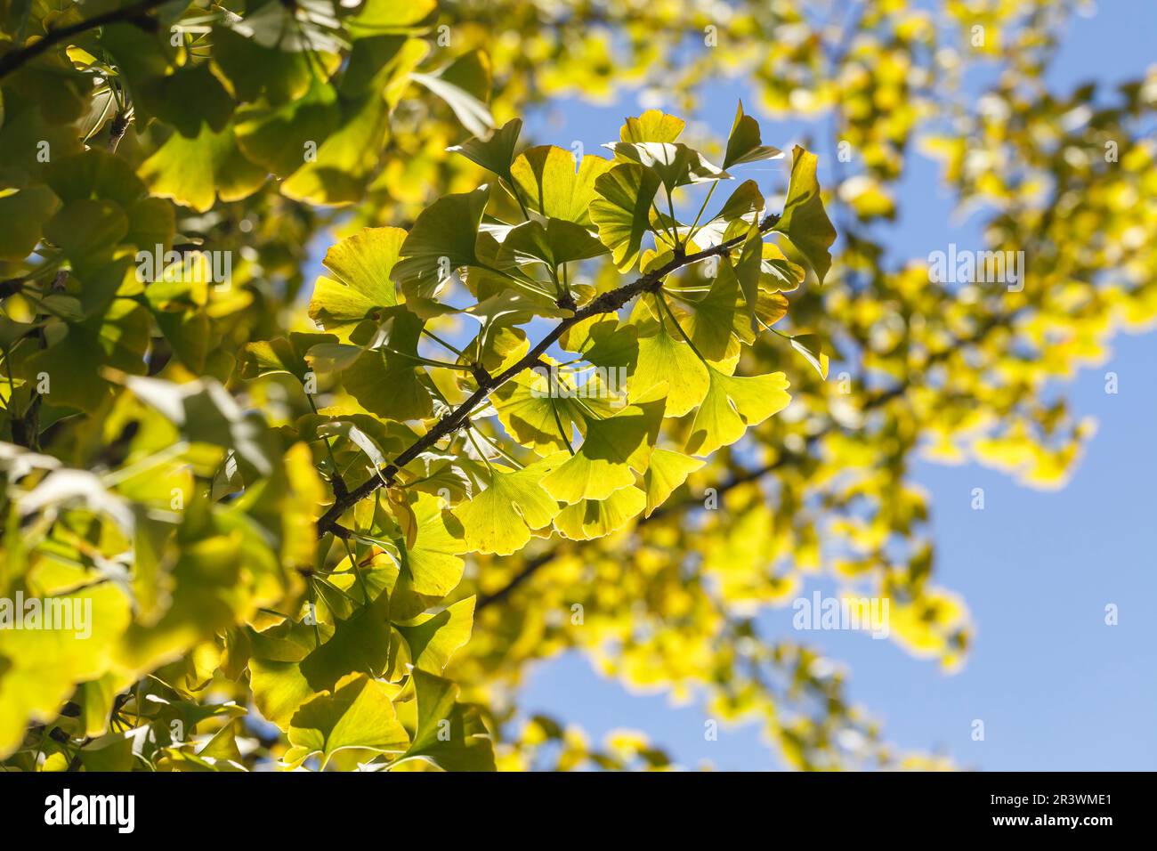 Ginkgo biloba, also known as Maidenhair tree, Gingko or Ginkgo in autumn Stock Photo - Alamy