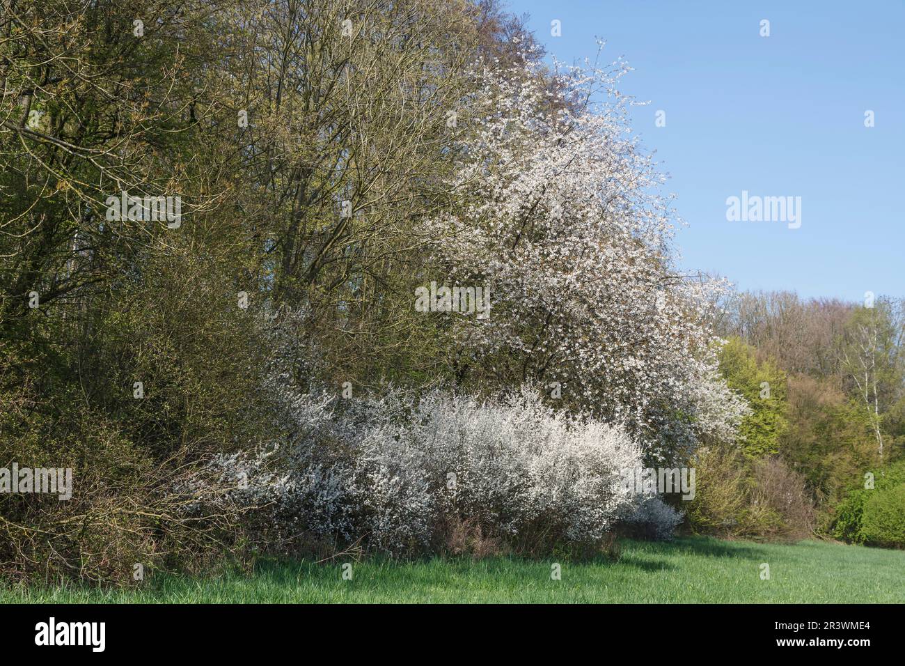 Sloe bushes hi-res stock photography and images - Alamy