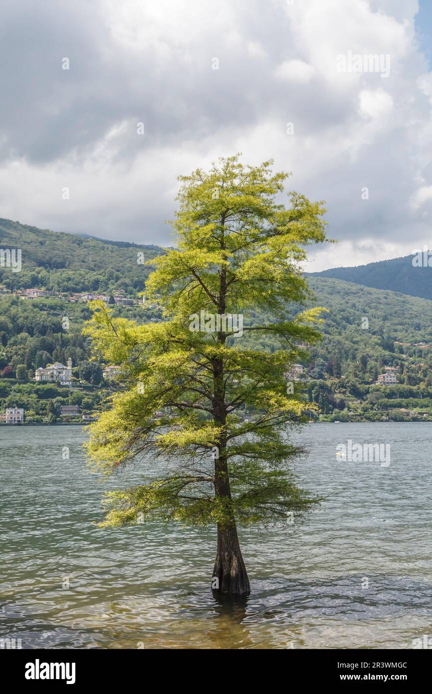 Taxodium ascendens, syn. Taxodium distichum, Pond cypress, Gulf cypress ...