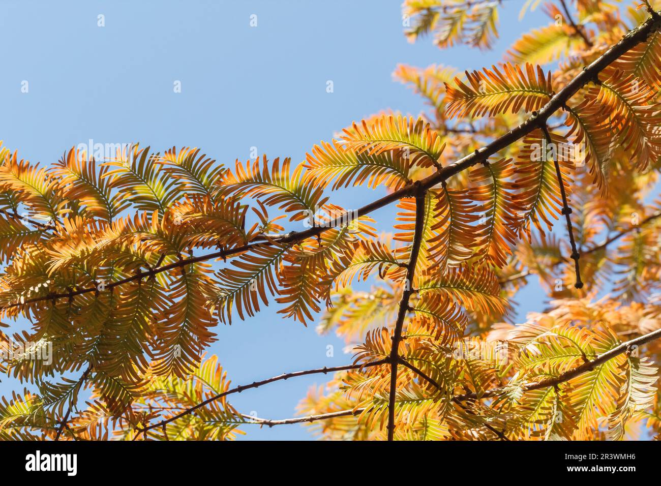 Metasequoia glyptostroboides, commonly known as Dawn Redwood (leaves in ...