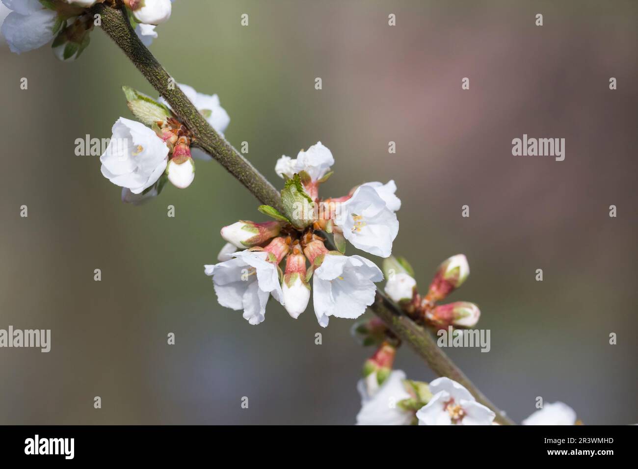 Prunus tomentosa, known as Korean cherry, Downy cherry, Manchu cherry ...