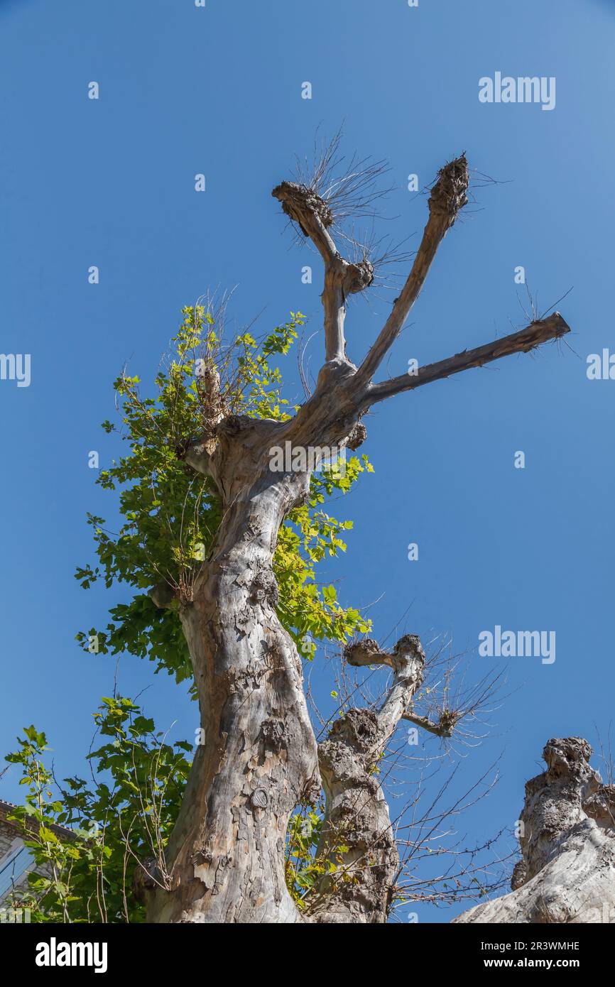 Platanus plant, Planetree, Plane tree, Sycamore in France, Europe Stock ...