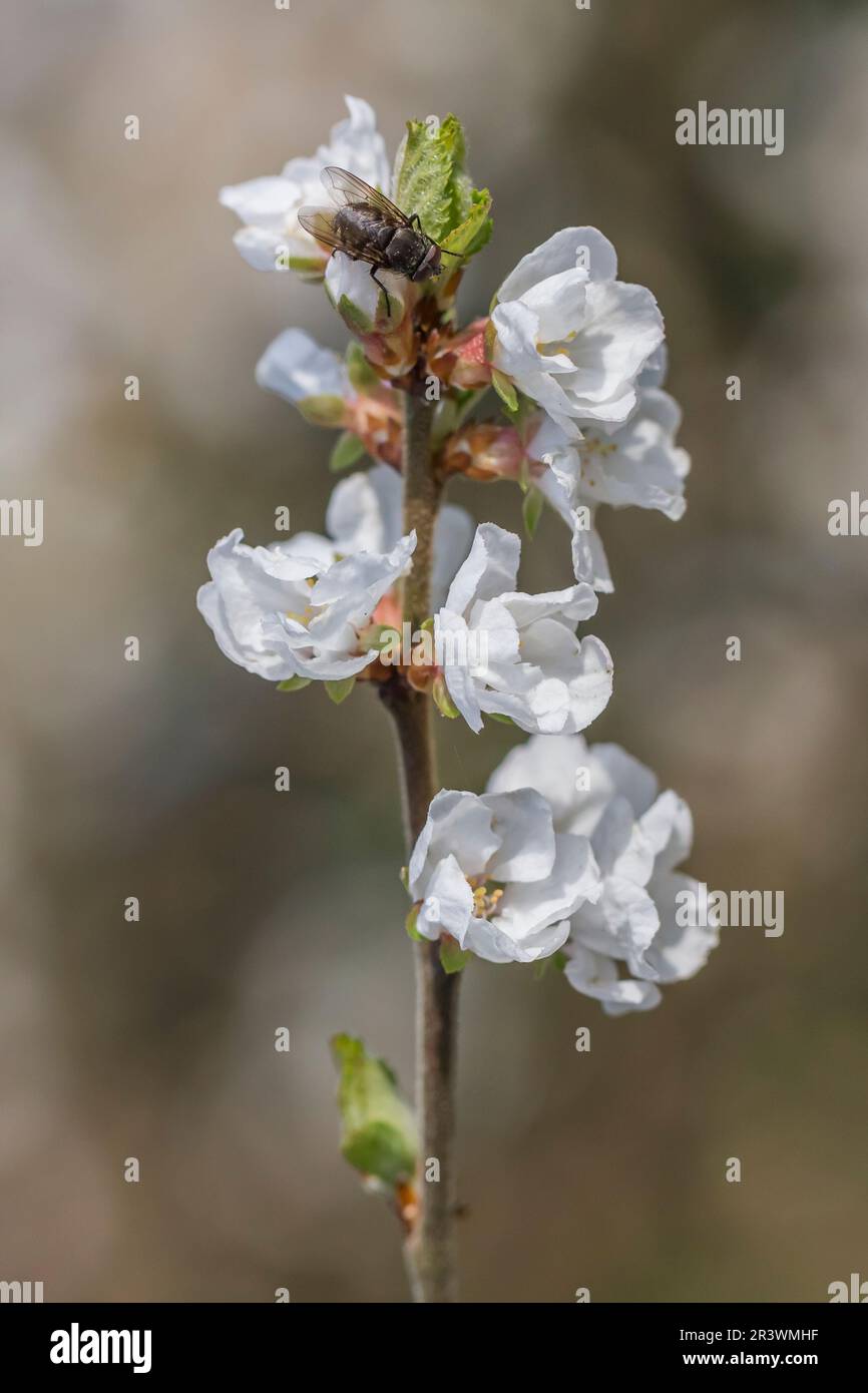 Prunus tomentosa, known as Korean cherry, Downy cherry, Manchu cherry ...