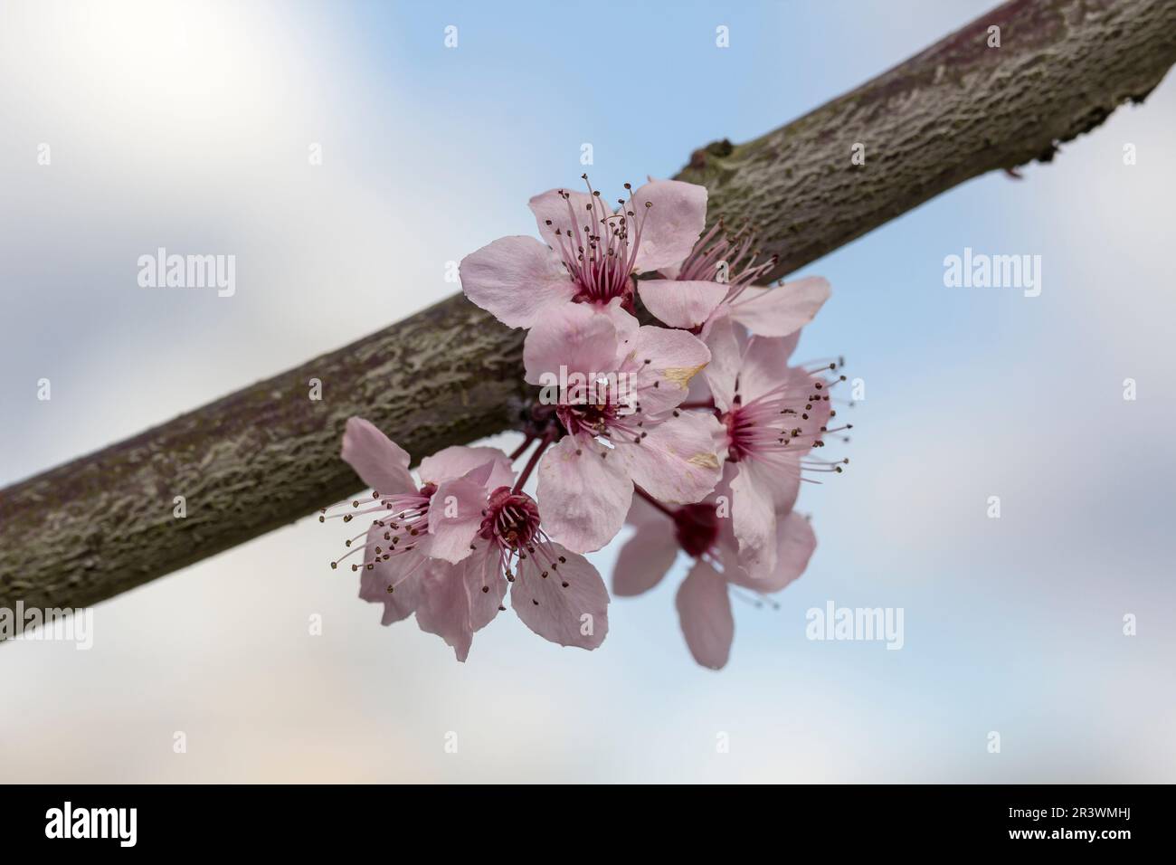 Prunus cerasifera 'Nigra', Cherry plum in spring, Purple-leaf plum ...