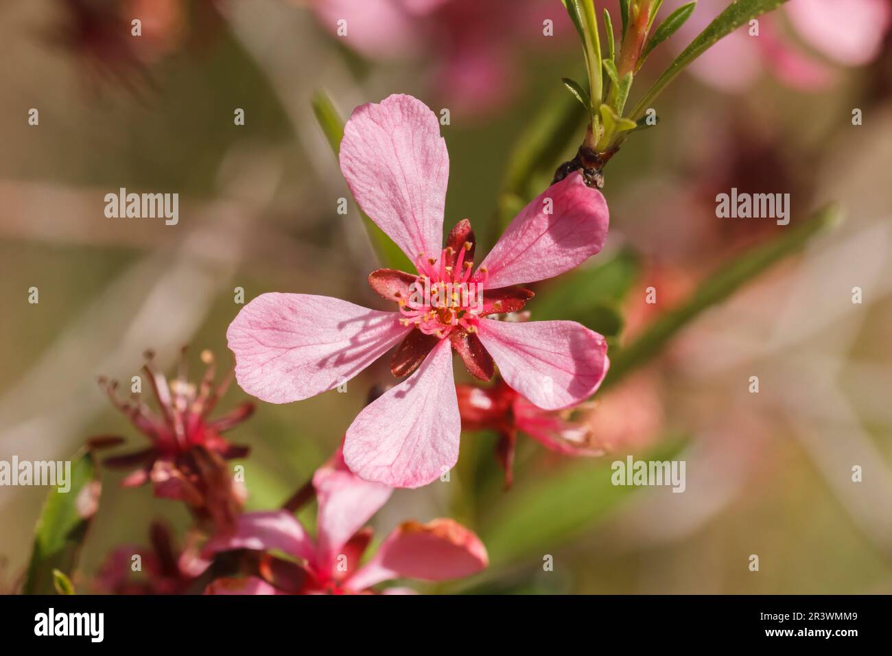 Prunus tenella, commonly known as the Dwarf Russian almond in spring ...