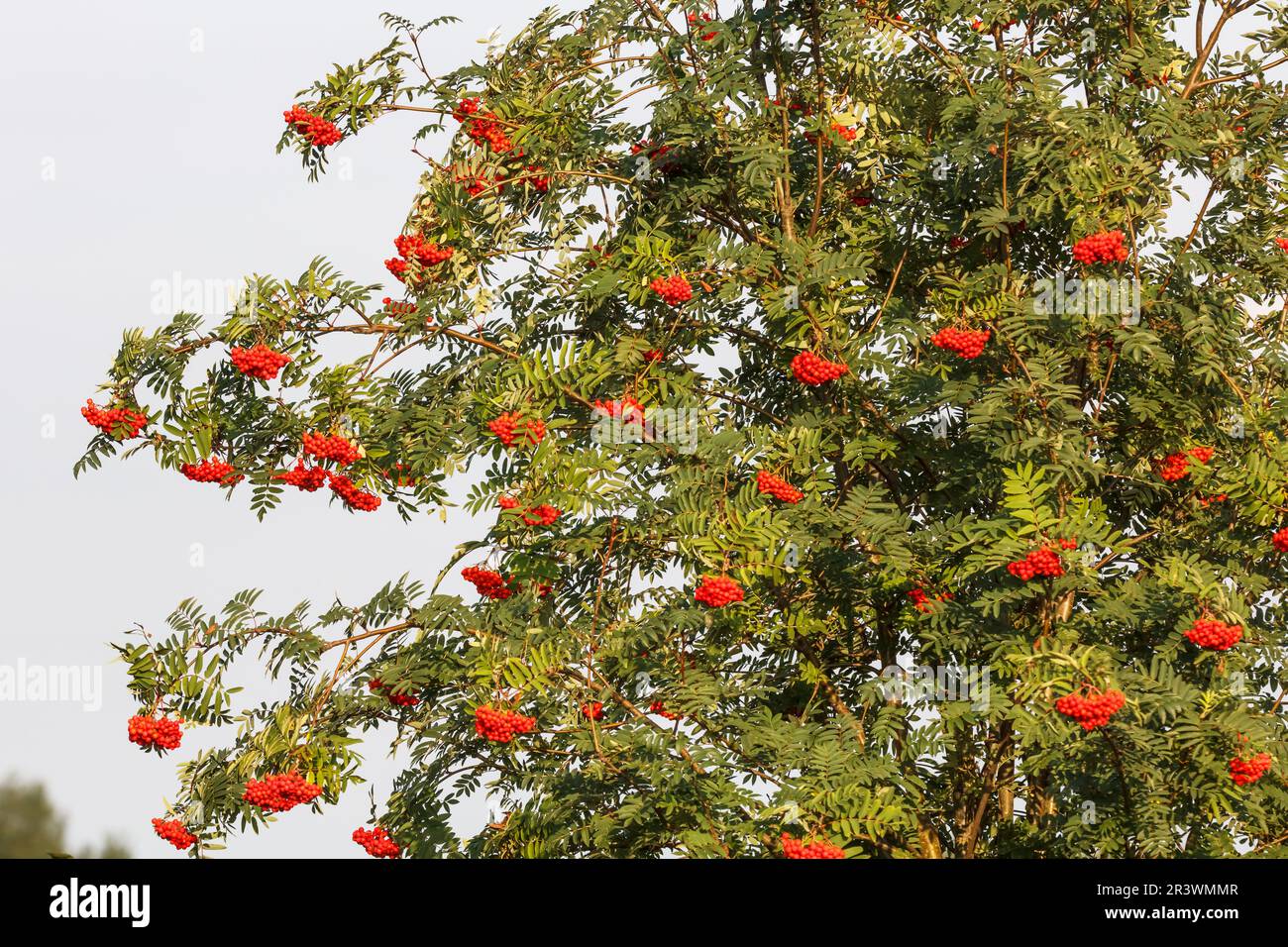 Sorbus aucuparia, known as the European Rowan or Mountain ash (berries ...