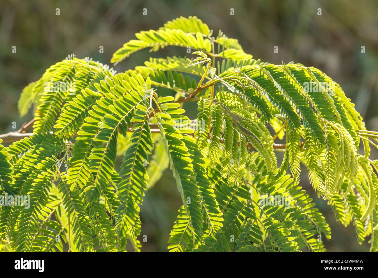 Parapiptadenia excelsa plant, syn. Drinzia excelsa with green leaves ...