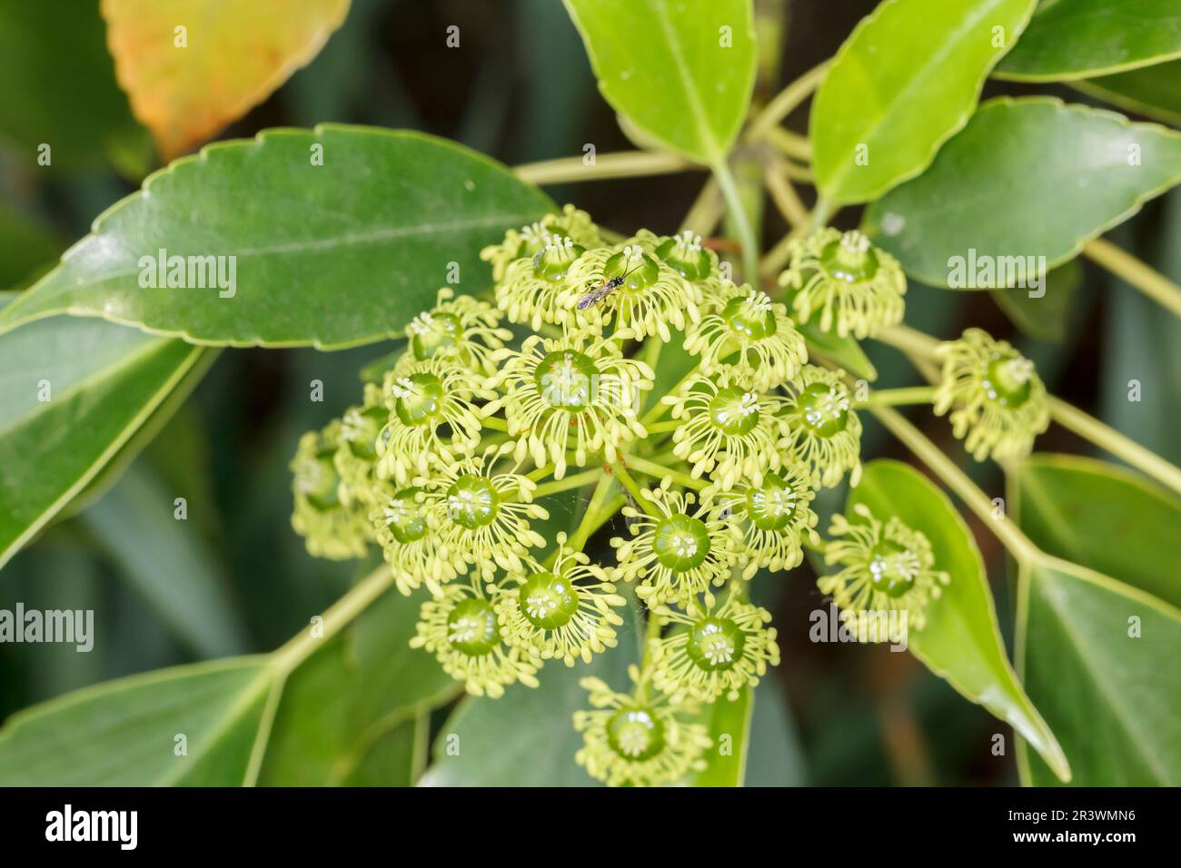 Trochodendron aralioides, Wheel tree in spring Stock Photo - Alamy