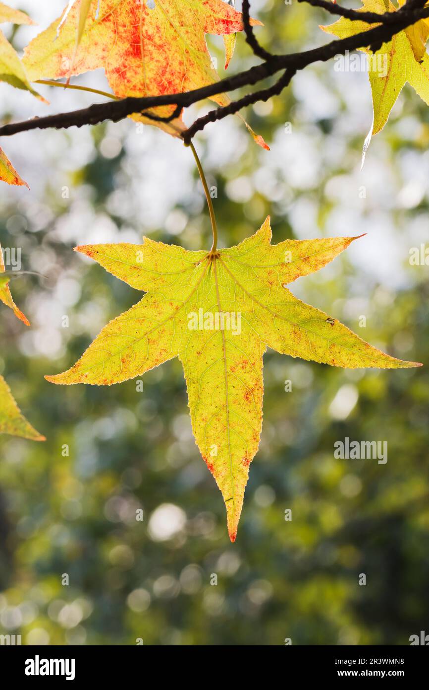 Liquidambar styraciflua tree, known as American sweetgum, Sweetgum or ...