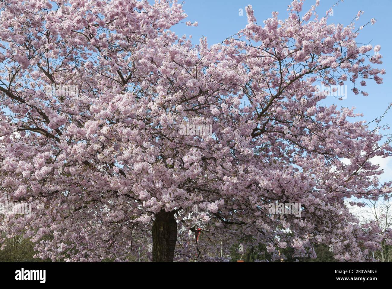 Prunus tree, Cherry tree blossom in spring, Germany Stock Photo - Alamy