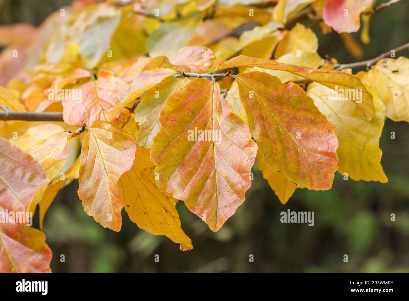Parrotia persica, known as Persian Ironwood, leaves in autumn Stock ...