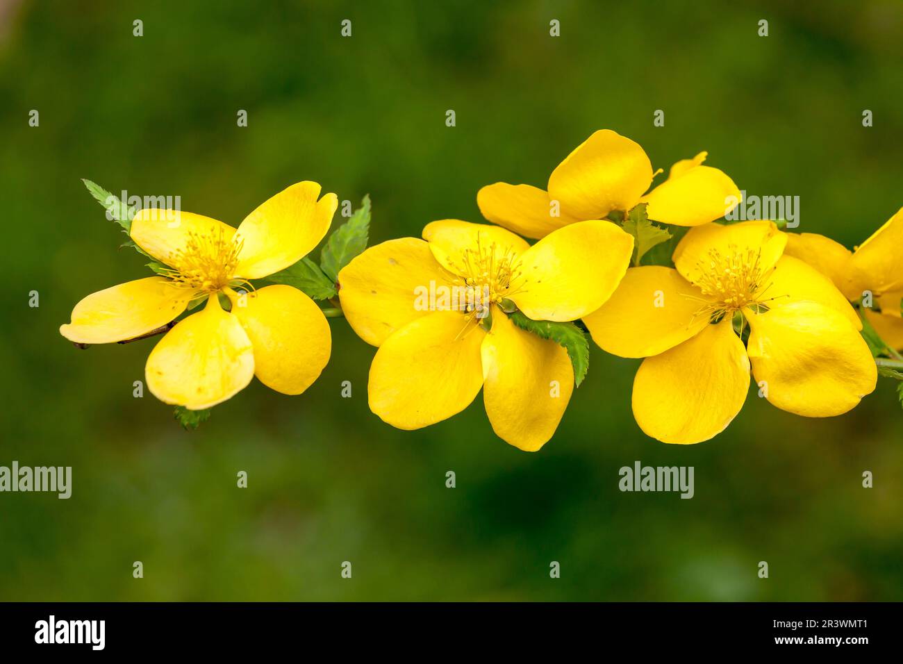 Kerria japonica in spring, known as Japanese bush, Japanese kerria ...