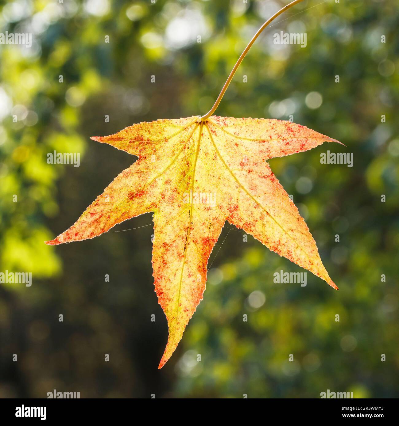 Liquidambar styraciflua tree, known as American sweetgum, Sweetgum or ...