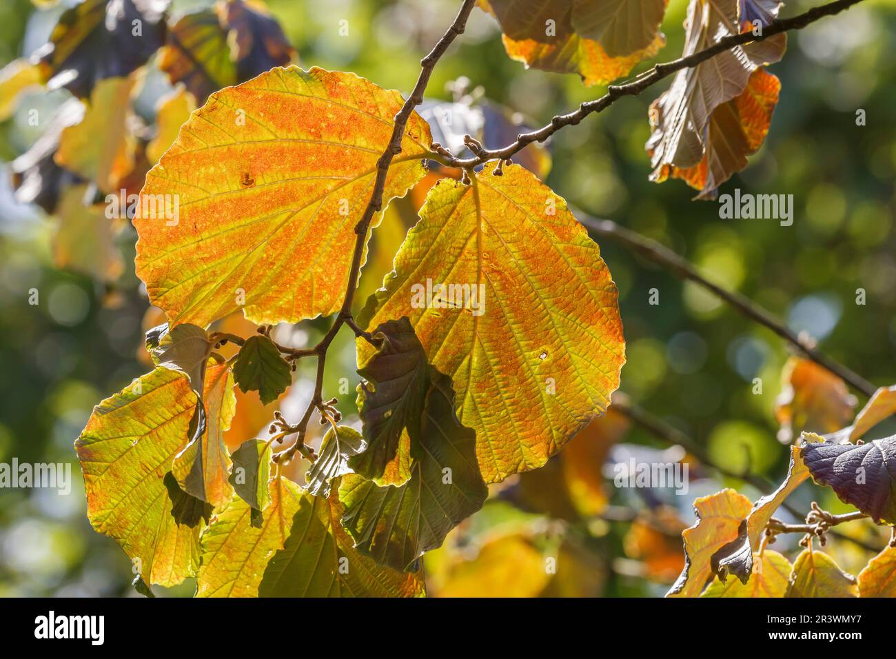 Hamamelis x intermedia 'Diana', (J. japonica x H. Mollis), Witch hazel ...