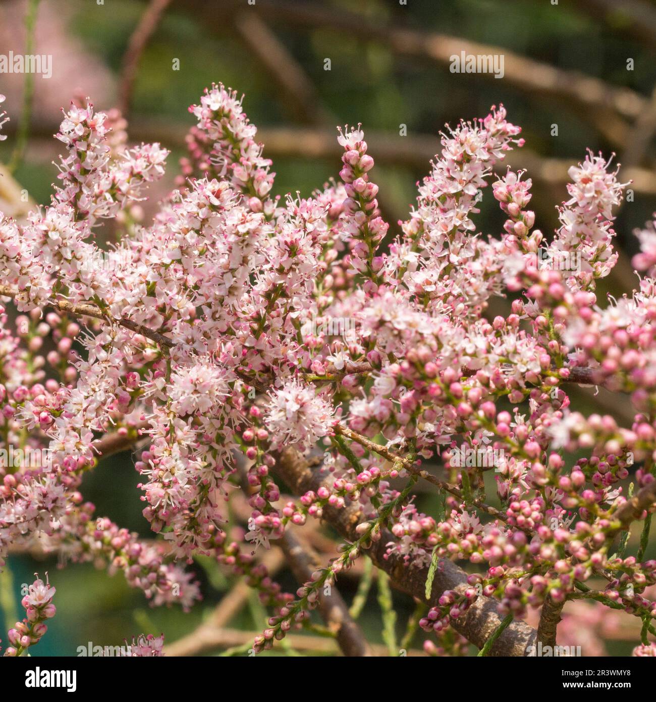 Ramosissima hi-res stock photography and images - Alamy