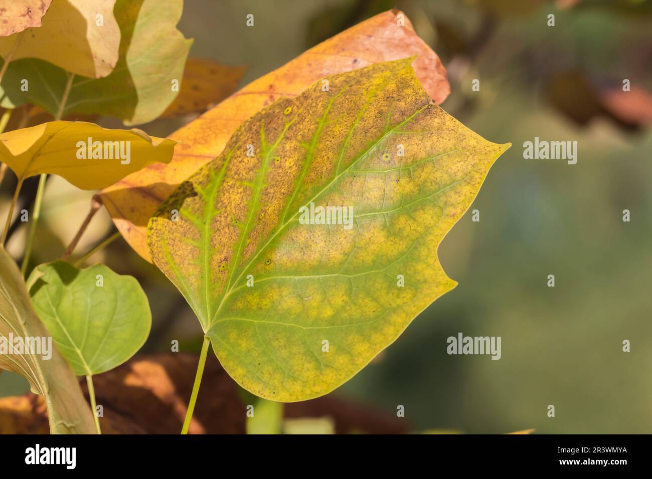 Liriodendron tulipifera, Leaf in autumn, Tulip tree, American tulip ...