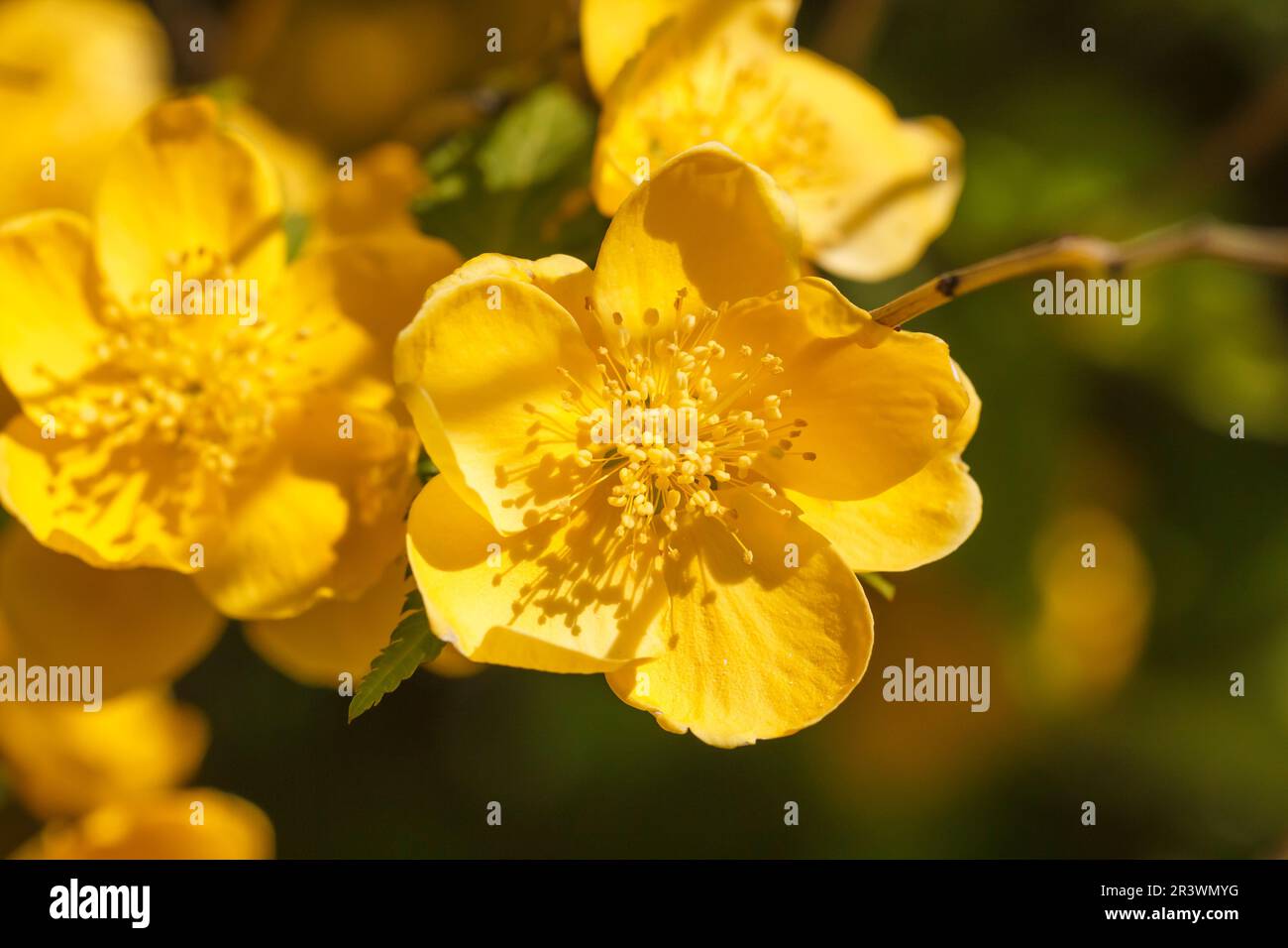 Kerria japonica in spring, known as Japanese bush, Japanese kerria ...