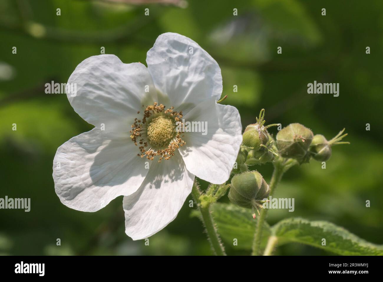Thimbleberry hi-res stock photography and images - Alamy