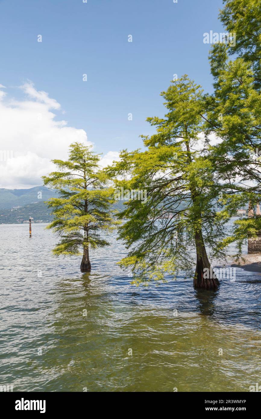 Taxodium ascendens, syn. Taxodium distichum, Pond cypress, Gulf cypress ...