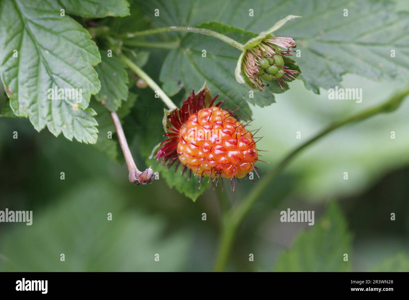Rubus spectabilis, Salmonberry with fruit in spring Stock Photo - Alamy