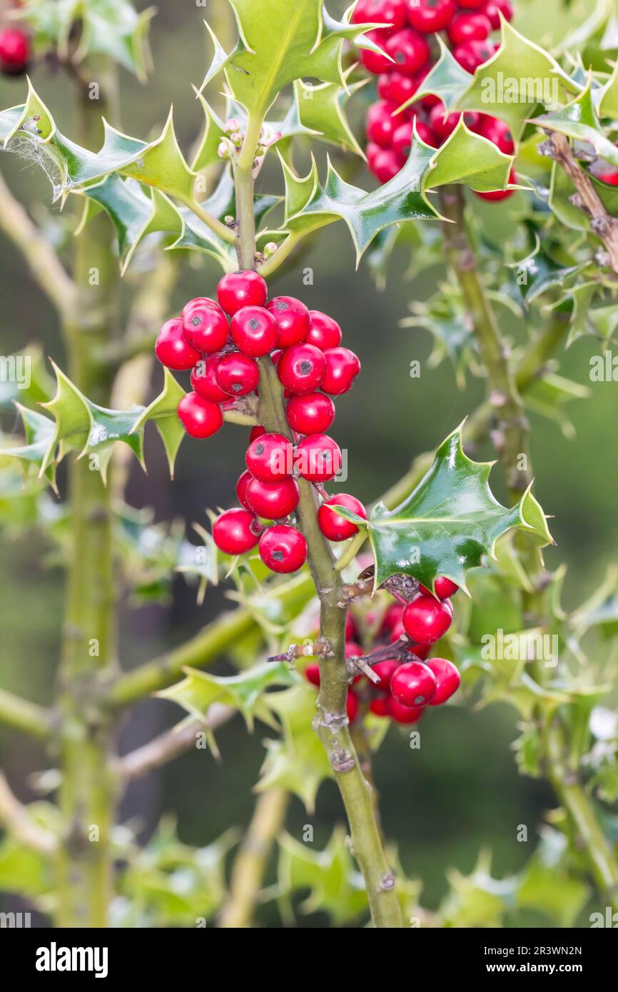 Ilex aquifolium, known as Holly, Common holly, European holly, English ...