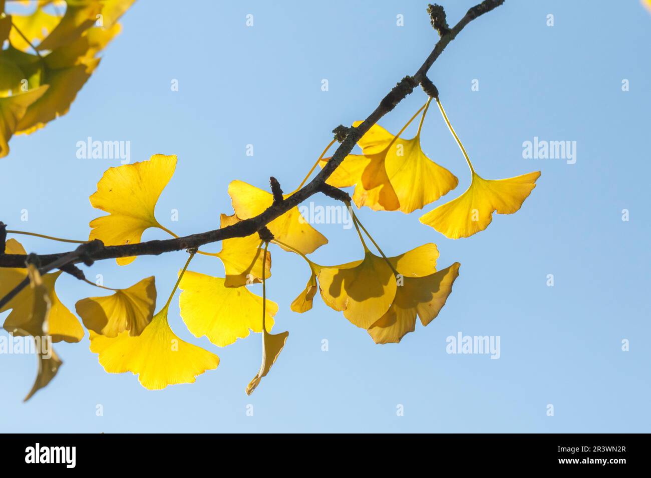 Ginkgo biloba, also known as Maidenhair tree, Gingko or Ginkgo Stock ...