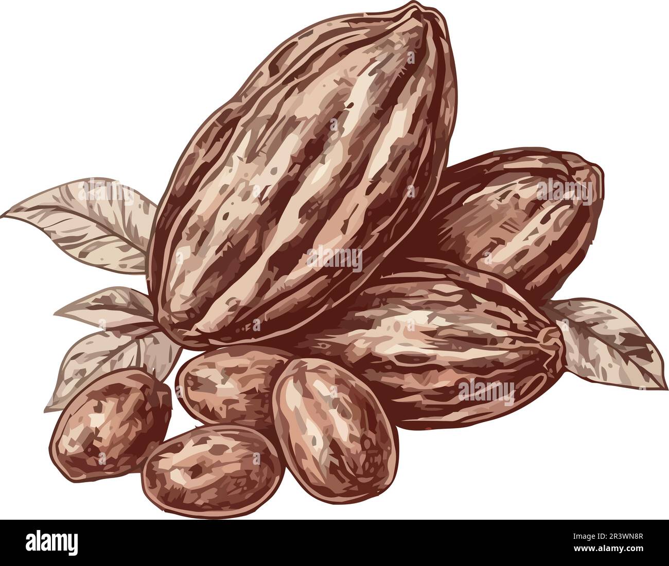 Hand drawn sketch of organic cacao Stock Vector Image & Art - Alamy