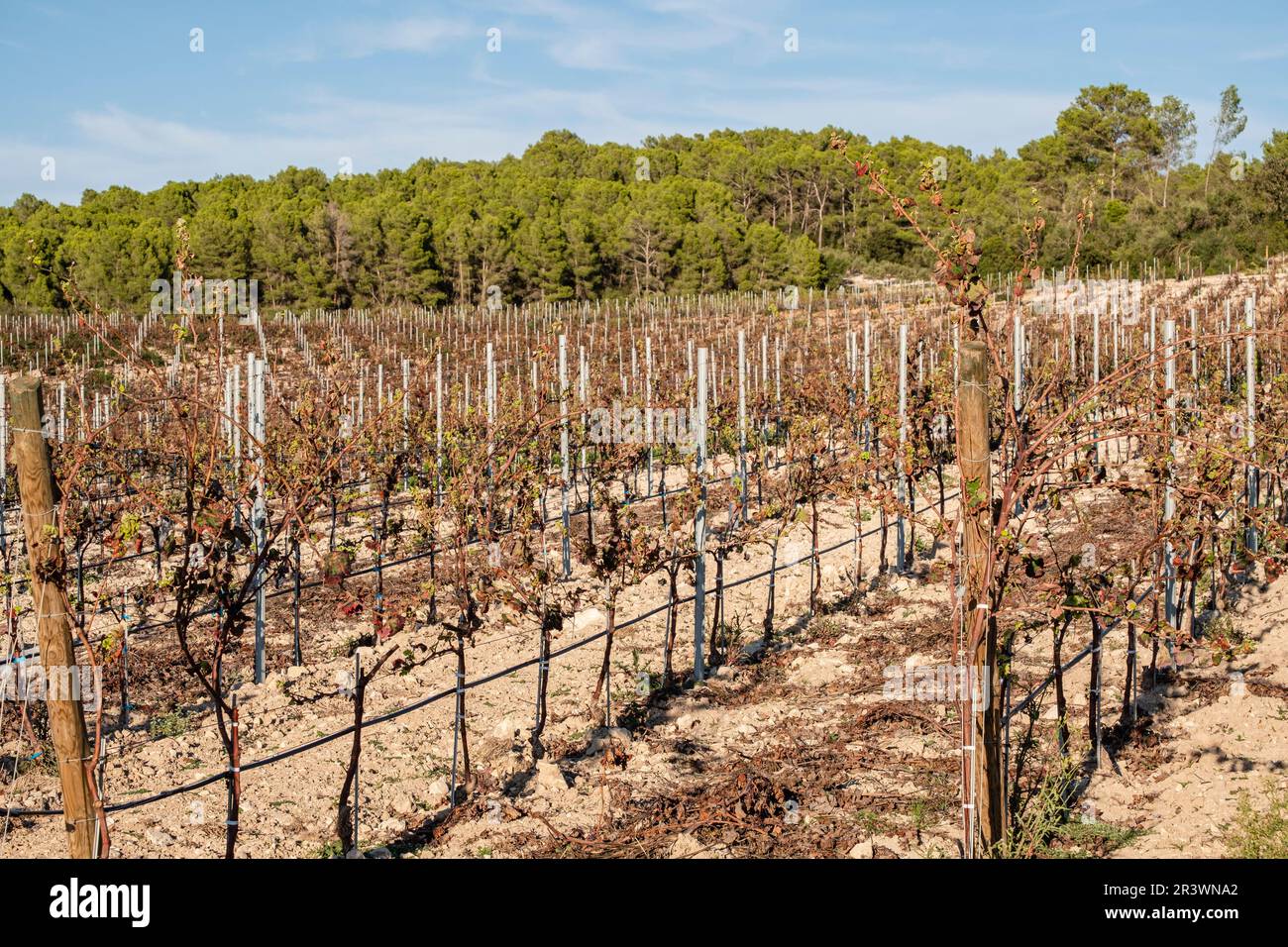 Vine field hi-res stock photography and images - Alamy