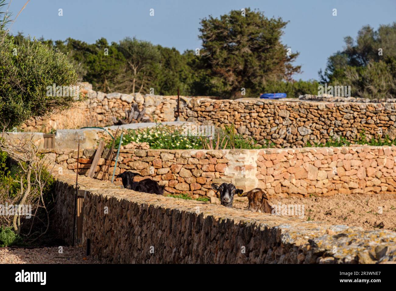 Traditional goats hi-res stock photography and images - Alamy
