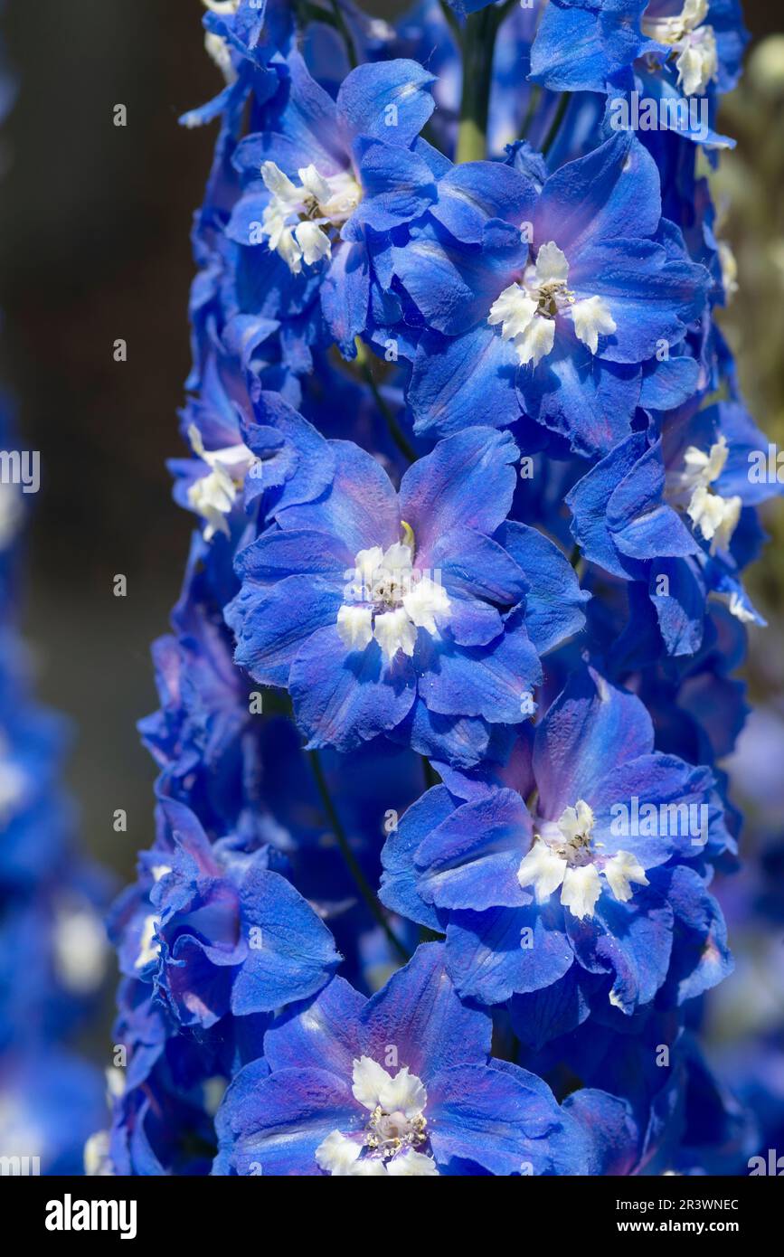 Delphinium Triton Blue Flower Stock Photo - Alamy