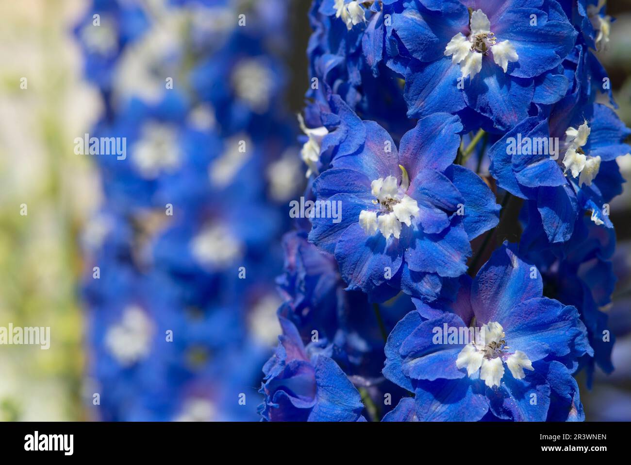 Triton colors hi-res stock photography and images - Alamy