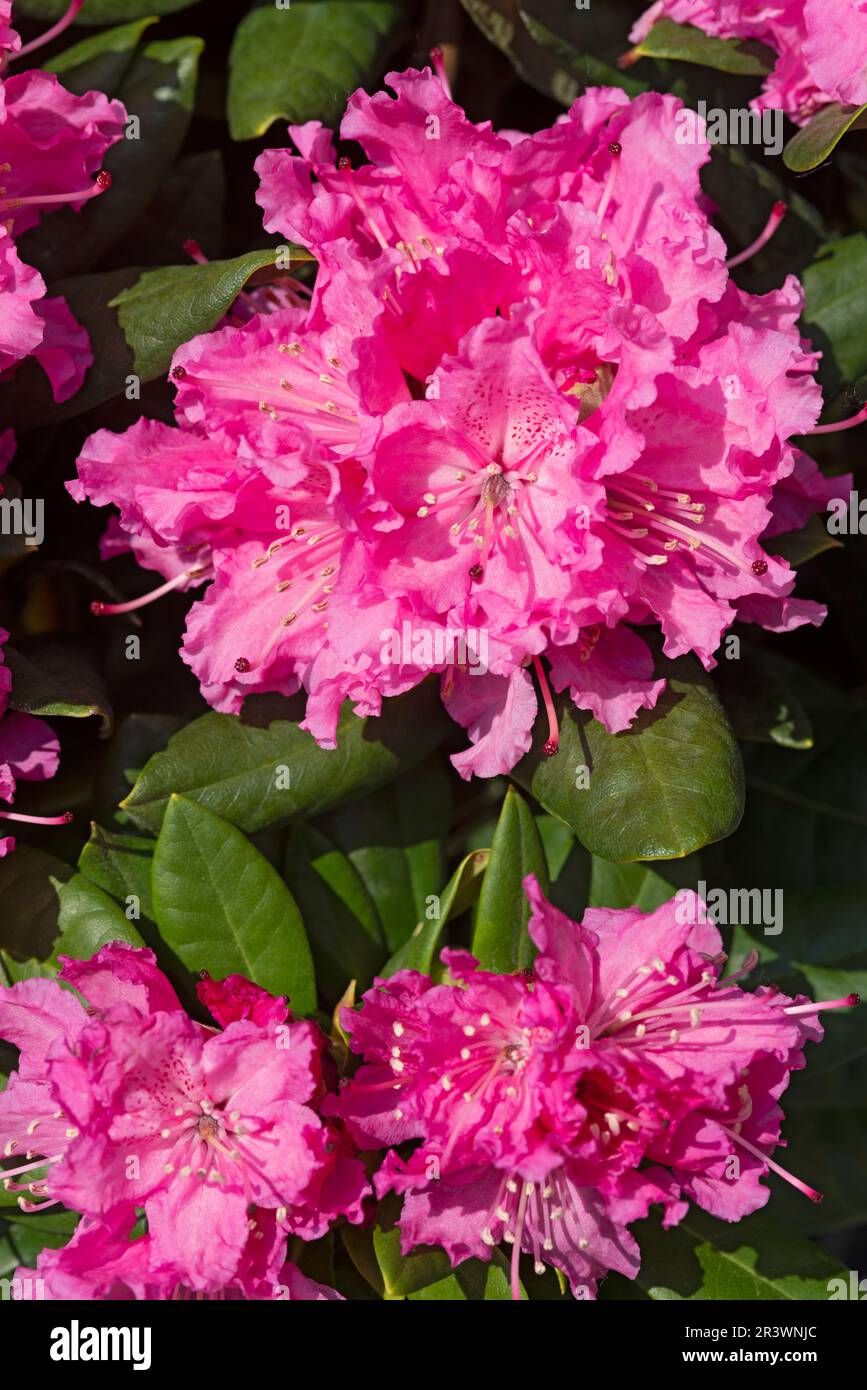Rhododendron Pink Flower, Rhododendron Ponticum Stock Photo - Alamy