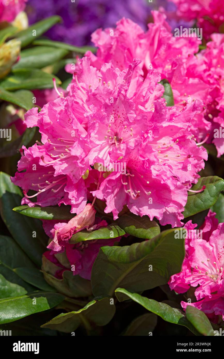 Rhododendron Pink Flower, Rhododendron Ponticum Stock Photo - Alamy