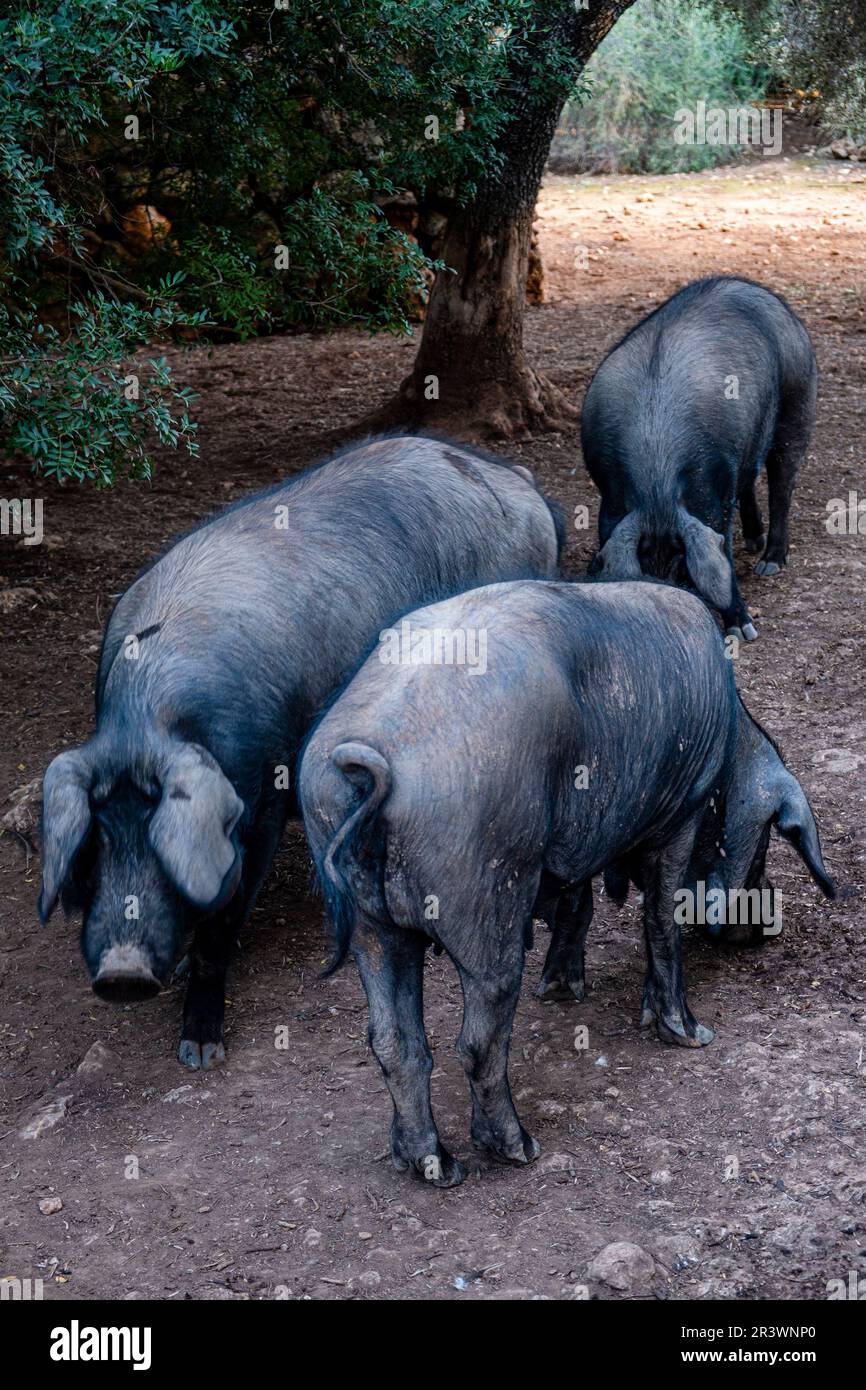 Black pigs hi-res stock photography and images - Alamy