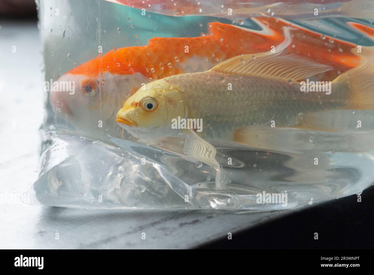 Fish in Water Bag Stock Photo - Alamy